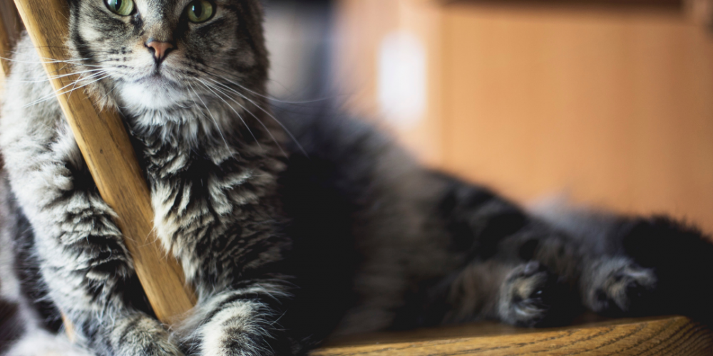 Helping Your Cat Cope With Change | The Cat Butler