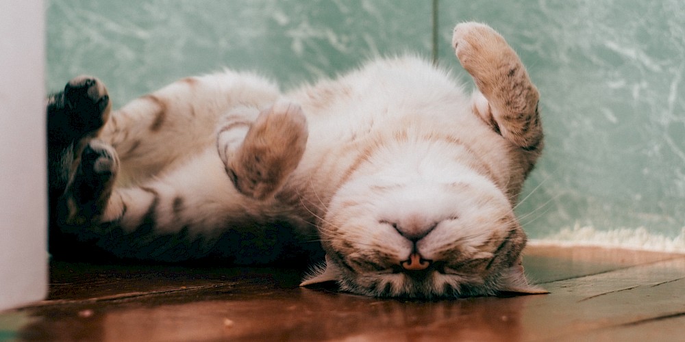 Cat Behaviour Explained | The Cat Butler