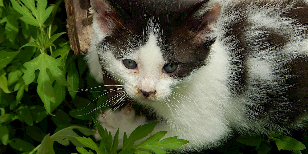 Toxic Plants for Cats: A Guide for Responsible Pet Owners | The Cat Butler