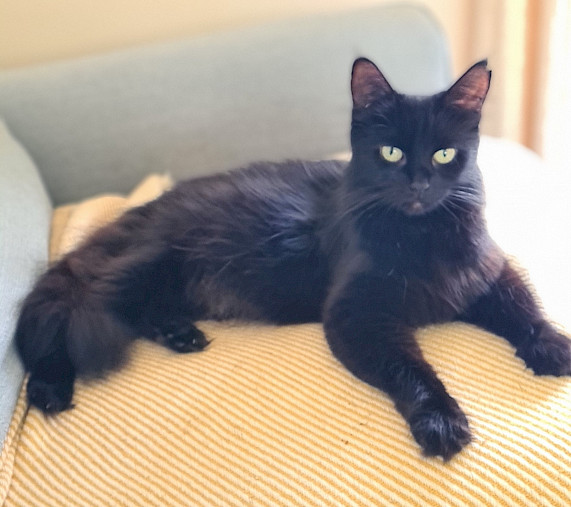 From Shelter to Safety: The Cat Butler Flint's Heartwarming First ...