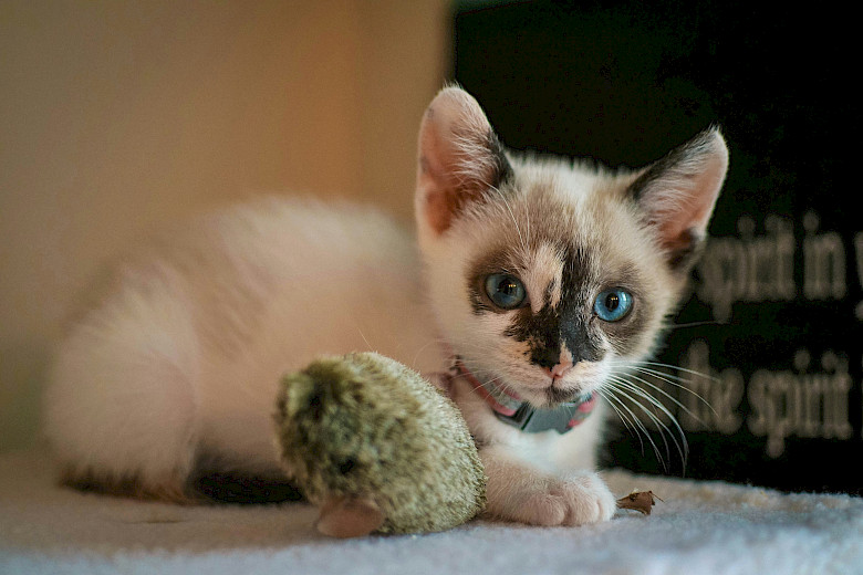 Why We Require Two Daily Visits for Young and Elderly Cats | The Cat Butler