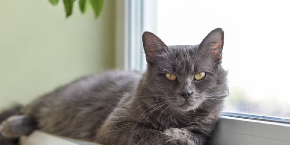 Navigating the World of Cat Sitting: A Beginner's Guide to Professional ...